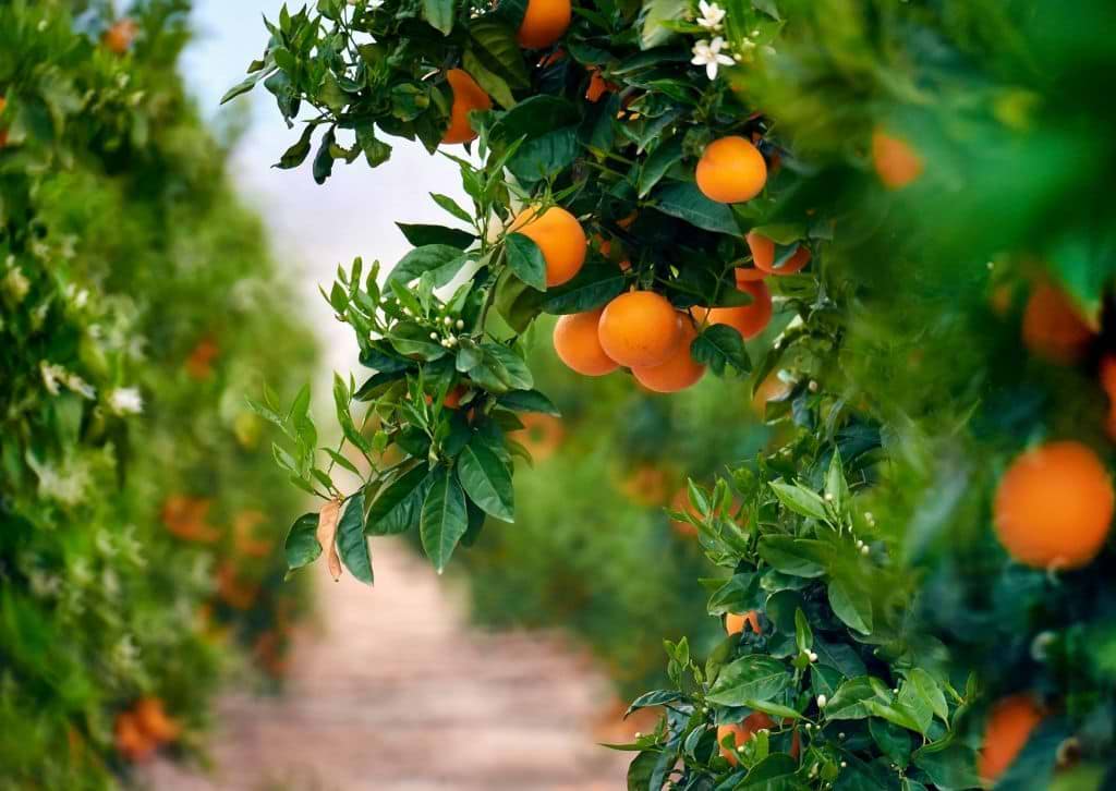 Fleur d’oranger : la solution contre stress et insomnie